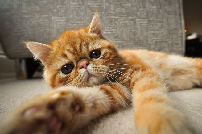 Exotic Shorthair