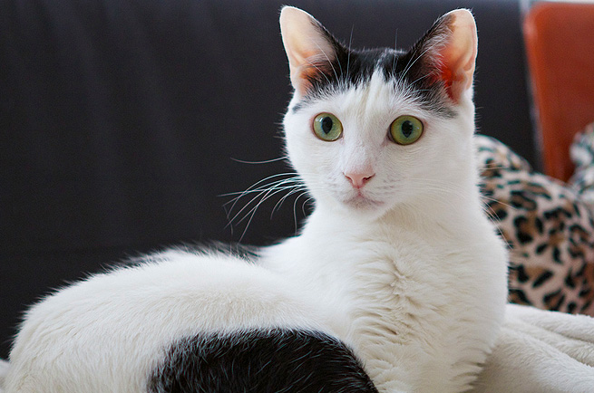 White Japanese Bobtail Cat