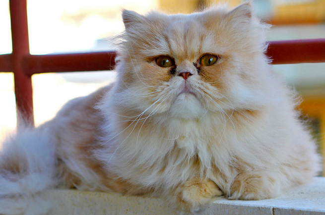 Persian Longhair | Cat breeds | Breed selector | Zookie - Pet Pawesomeness!